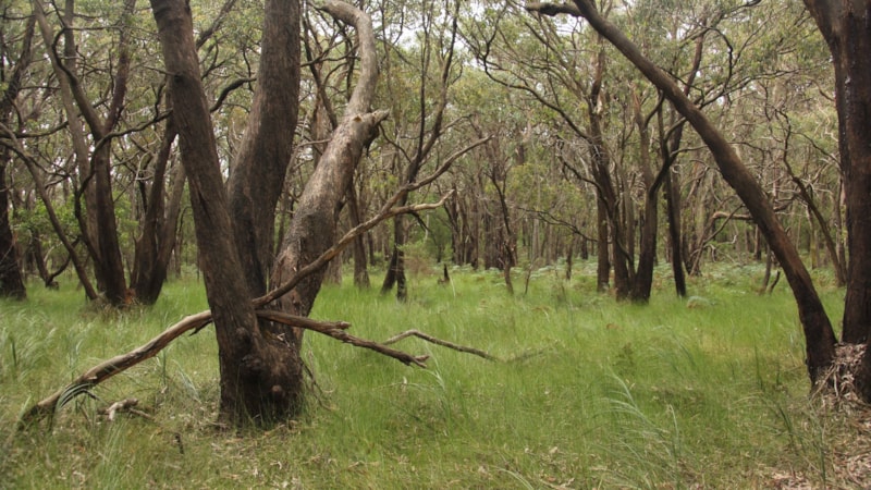 McCrae — Visit Mornington Peninsula.