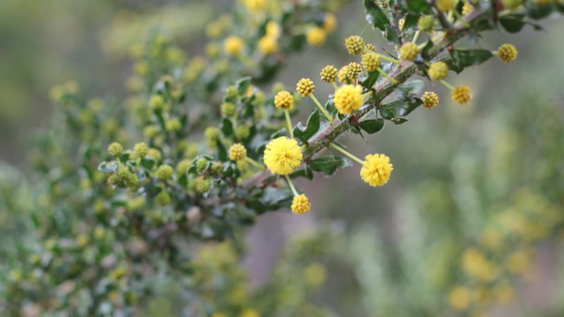 Frankston — Visit Mornington Peninsula.