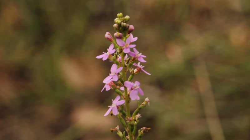 Frankston — Visit Mornington Peninsula.