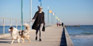 Dream Doggy Destinations Visit Mornington Peninsula