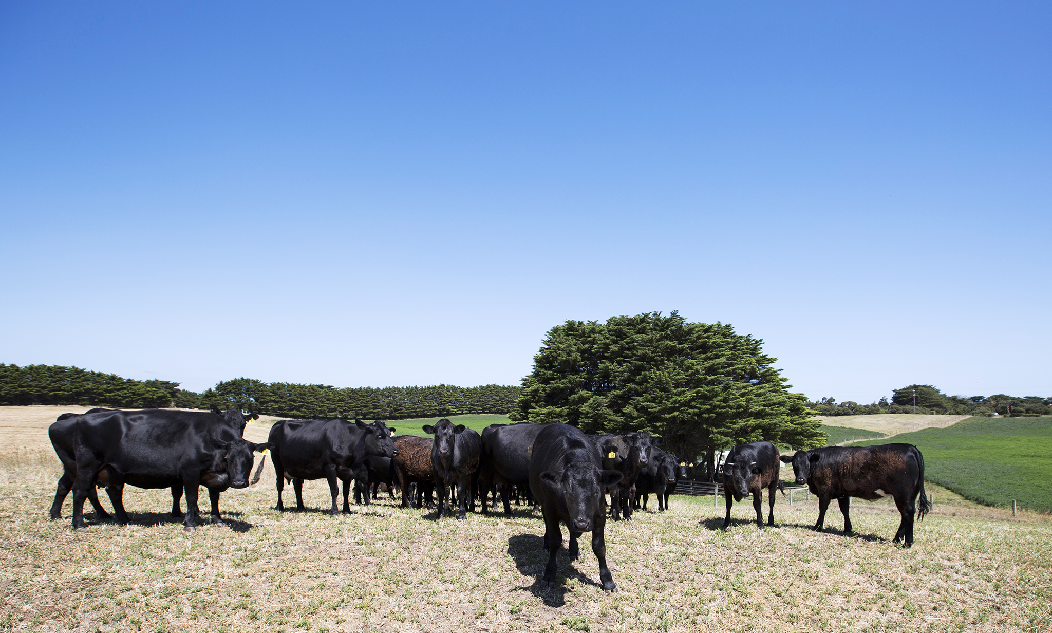 Polpette - Meatballs in Tomato Sauce - Visit Mornington Peninsula