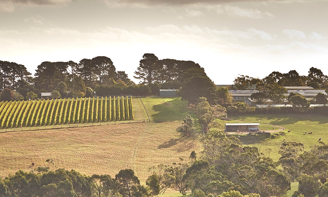 Red Hill + Main Ridge — Visit Mornington Peninsula.